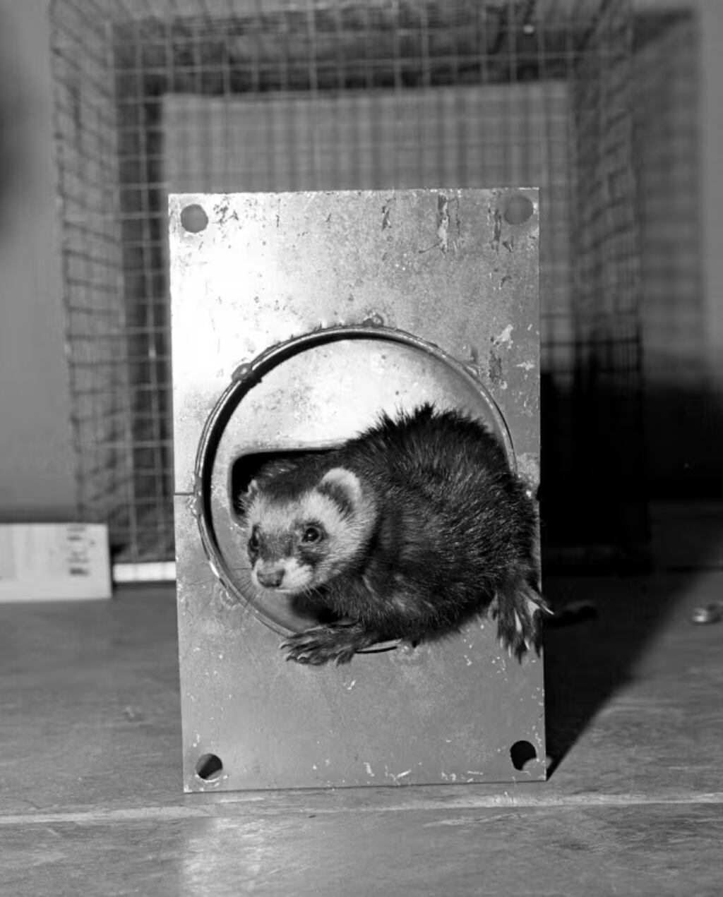 Increíble pero cierto: Cómo un hurón se convirtió en héroe tras meterlo ...