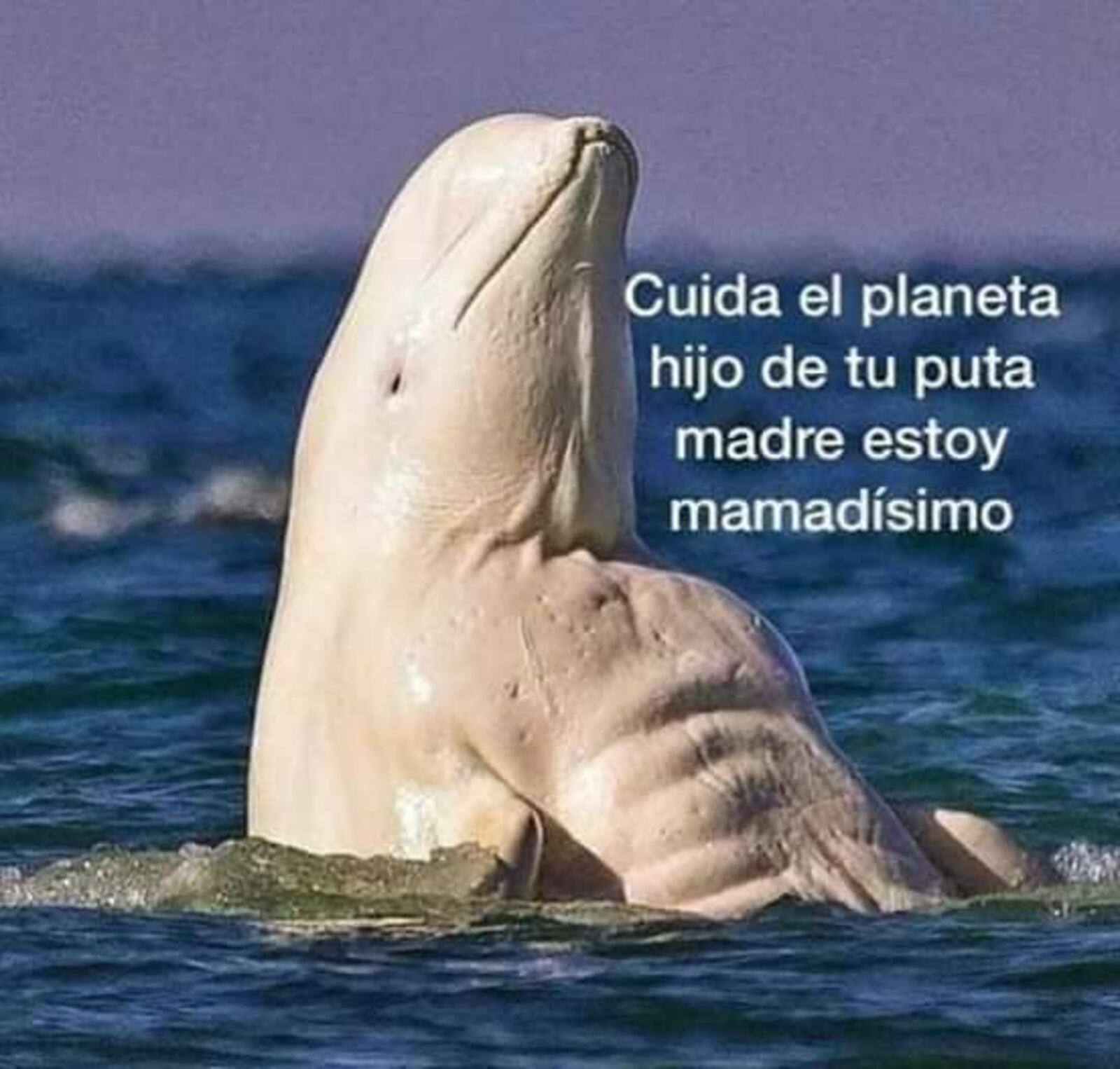 "Estoy mamadísimo": El origen del meme que ha llenado las redes ...