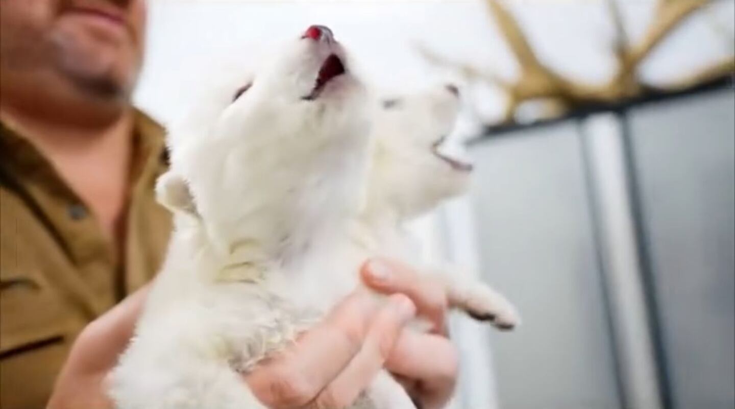 Cómo fue la desextinción del lobo gigante o lobo terrible: ¿Cuánto mide ...
