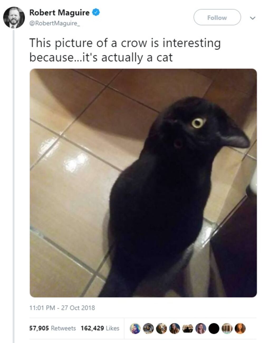 [Foto] ¿Cuervo o gato? El nuevo desafío que inunda Internet – FayerWayer